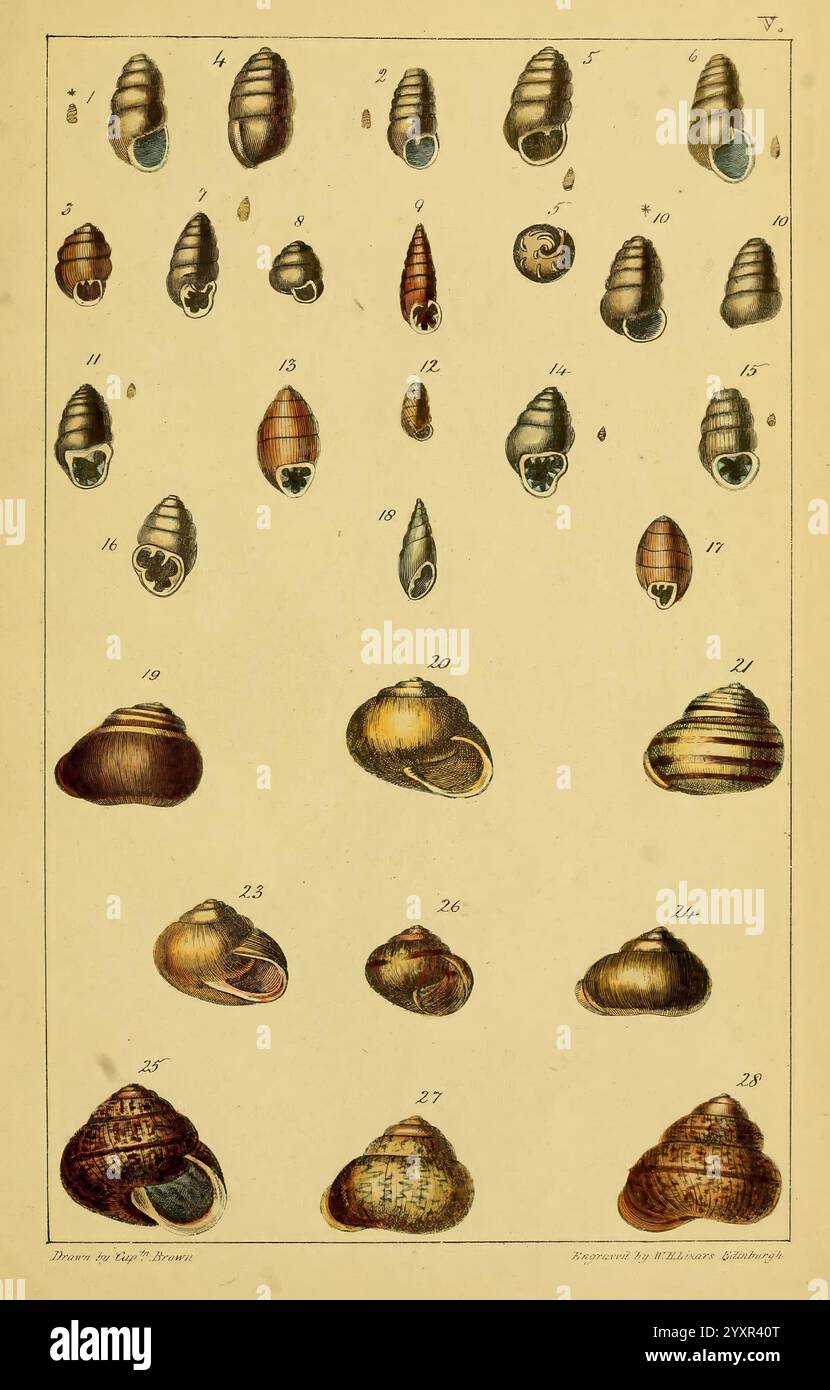 Illustrations of the land and fresh water conchology of Great Britain ...