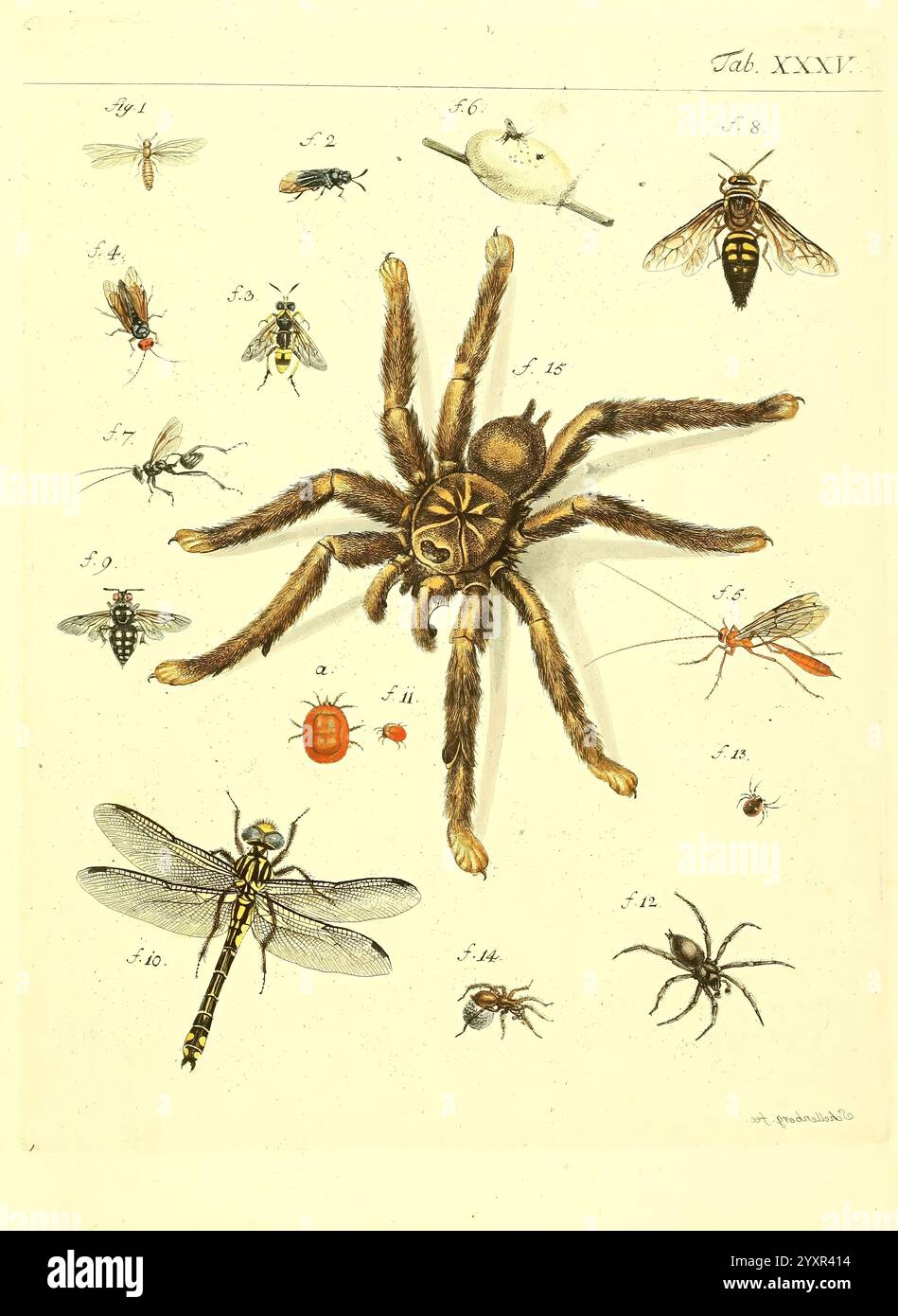 Diverse collection of arachnids hi-res stock photography and images - Alamy
