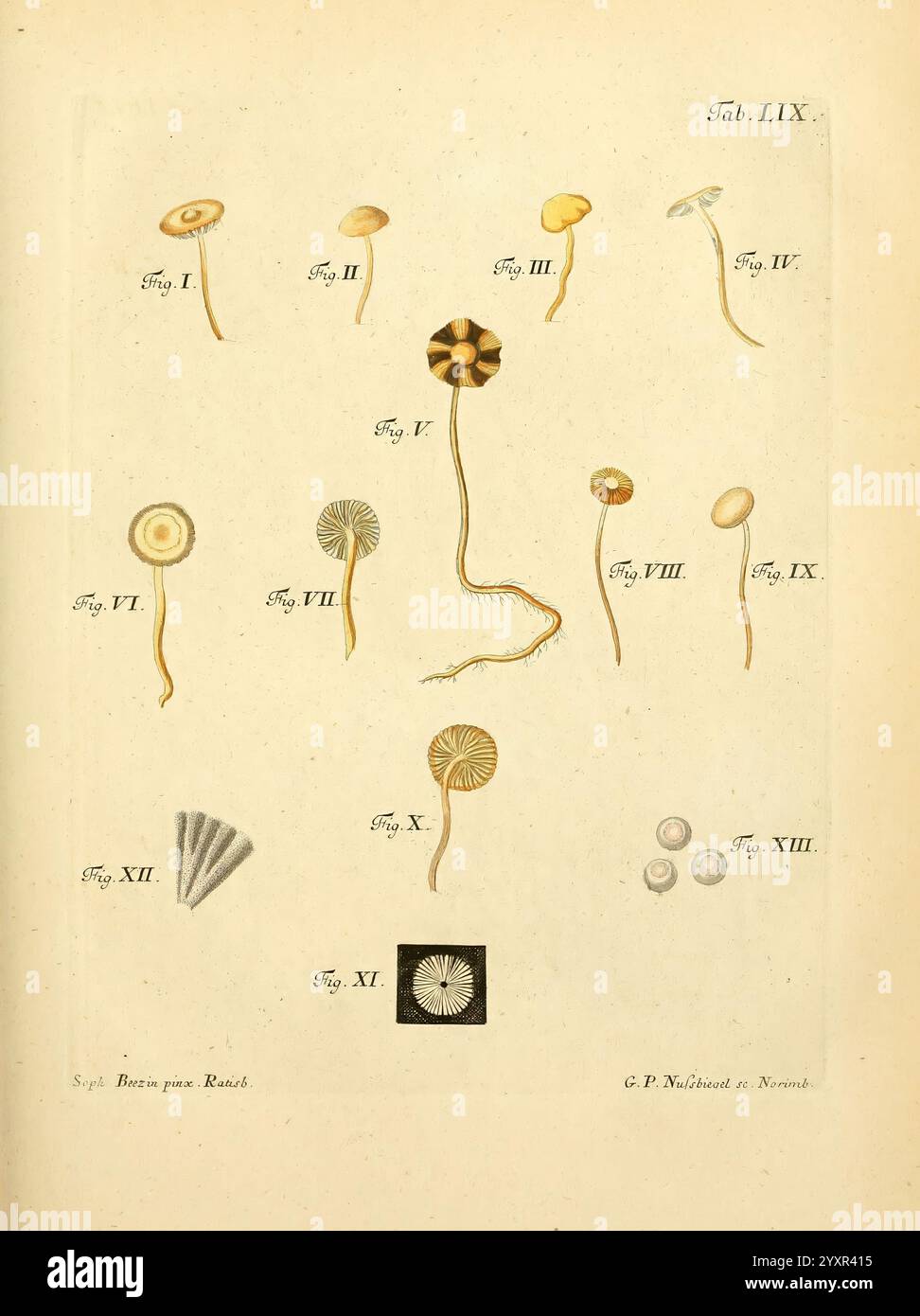 Fungal cataloging hi-res stock photography and images - Alamy