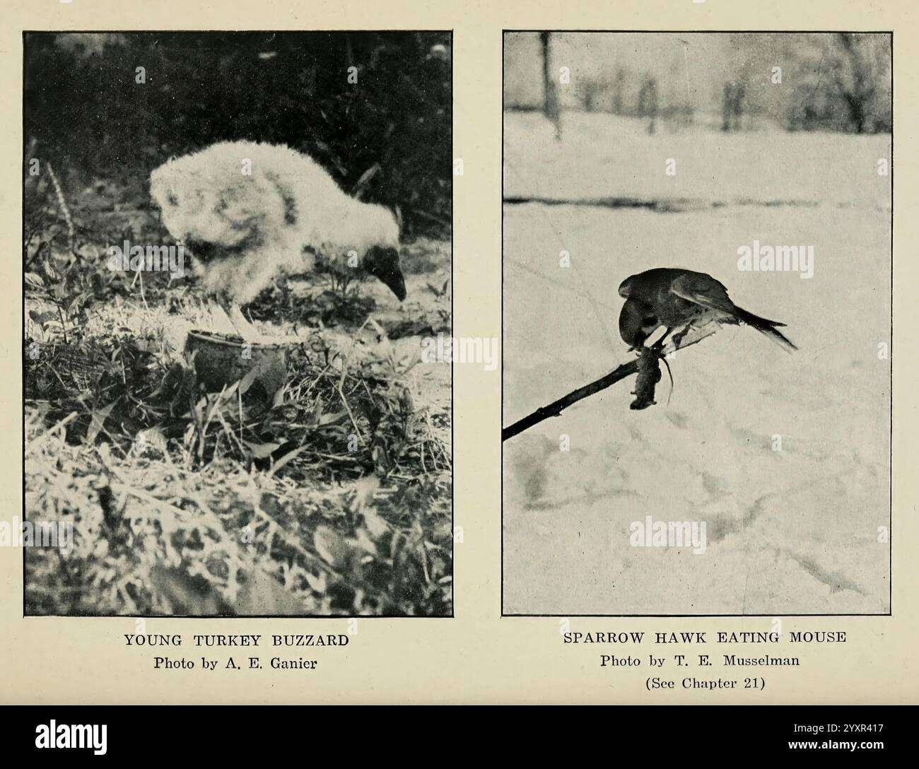 Scene captures two distinct moments hi-res stock photography and images ...