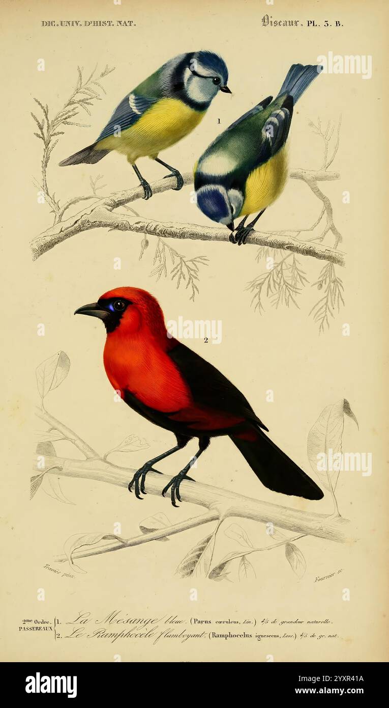 Image features two beautifully illustrated birds hi-res stock ...