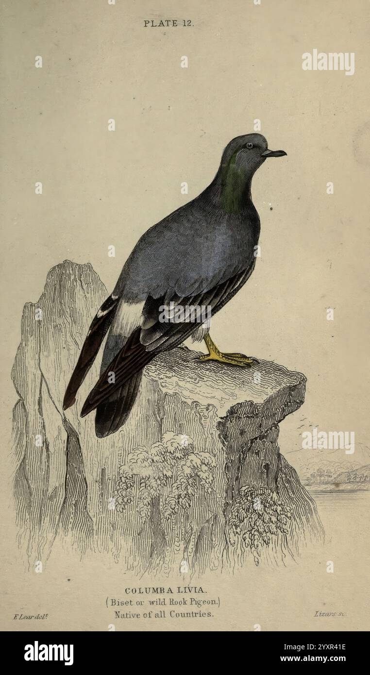Pigeon scientifically hi-res stock photography and images - Alamy
