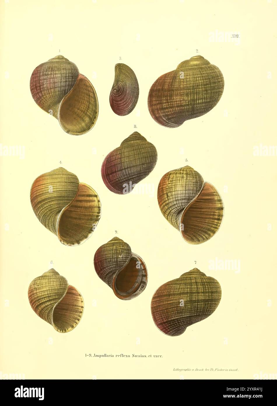 Indicate specific types hi-res stock photography and images - Alamy