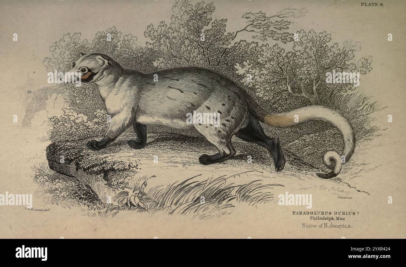 Distinctive markings hint hi-res stock photography and images - Alamy