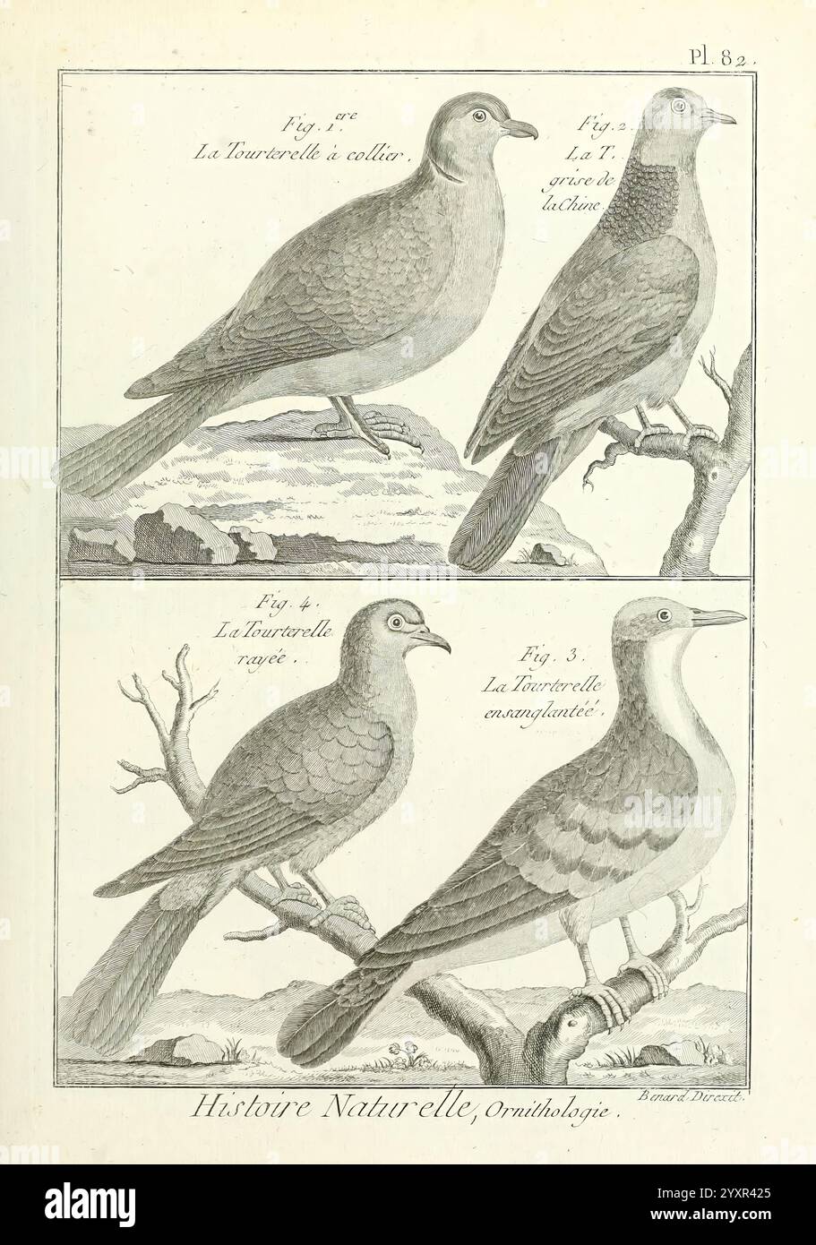 Tableau encyclopédique et méthodique des trois règnes de la nature A ...