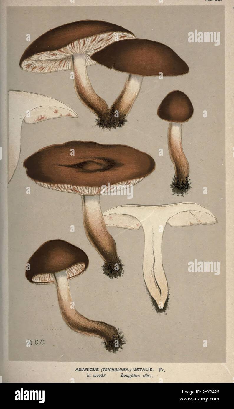 Depicting multiple species hi-res stock photography and images - Alamy