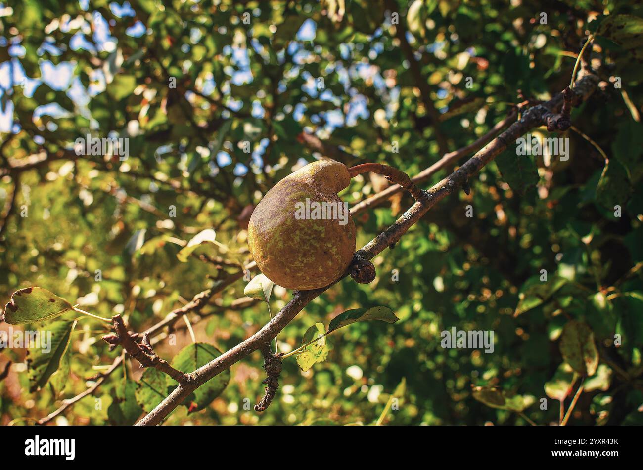 Lonely curved green pear with spots on branch without leaves. Blurred ...