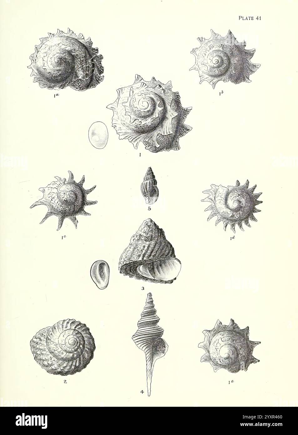 Fusinus spiralis hi-res stock photography and images - Alamy