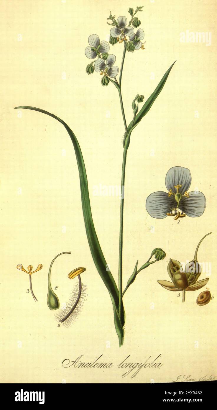 1823 27 great britain plants pictorial hi-res stock photography and ...