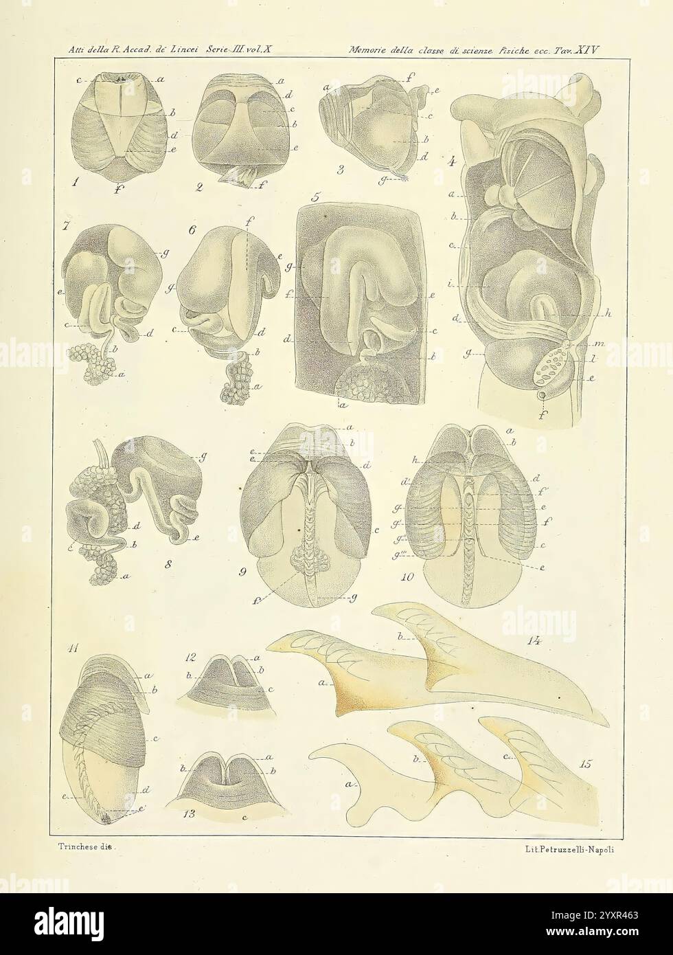 Various mollusk families hi-res stock photography and images - Alamy