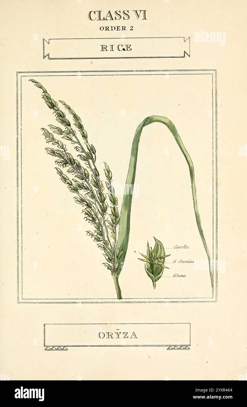 Elements, of, the, science, of, botany, London, Printed, by, T. Bensley ...