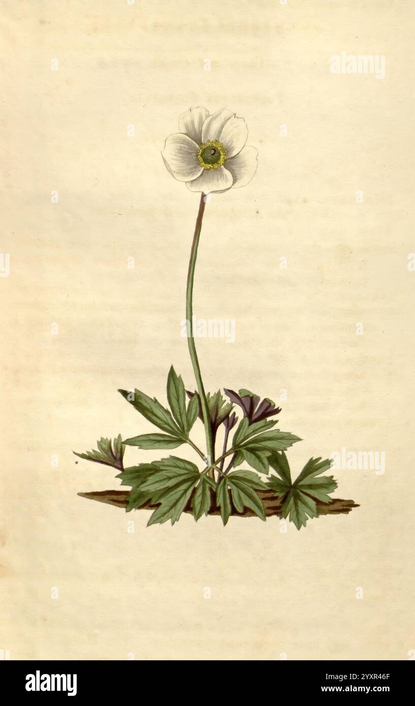 Family ranunculaceae anemone japonica alba japan john curtis hi-res ...