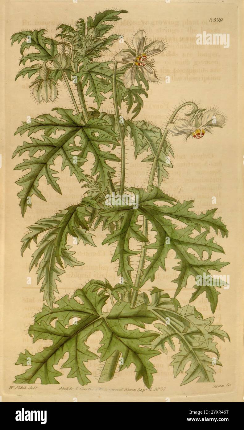 Captivating example of botanical illustration hi-res stock photography ...