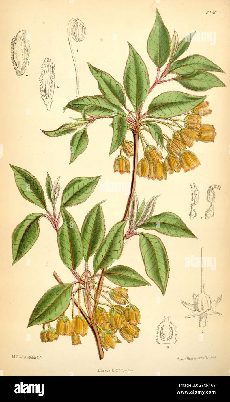 Curtis's Botanical Magazine, London, New York, Botanical Illustration ...