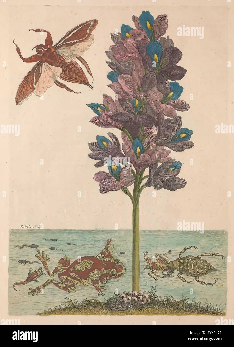 Maria Sybilla Merian, Over de voortteeling en wonderbaerlyke ...