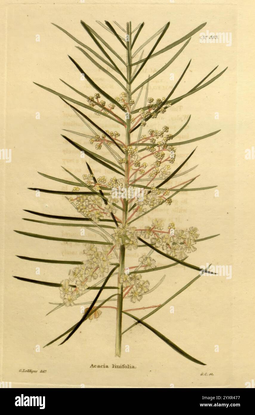 The, Botanical, Cabinet, London, John, Arthur, Arch, 1817-1833, This ...
