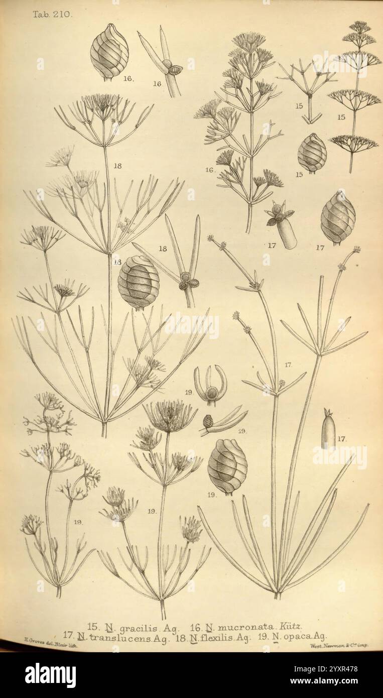 Includes several numbered labels corresponding hi-res stock photography ...