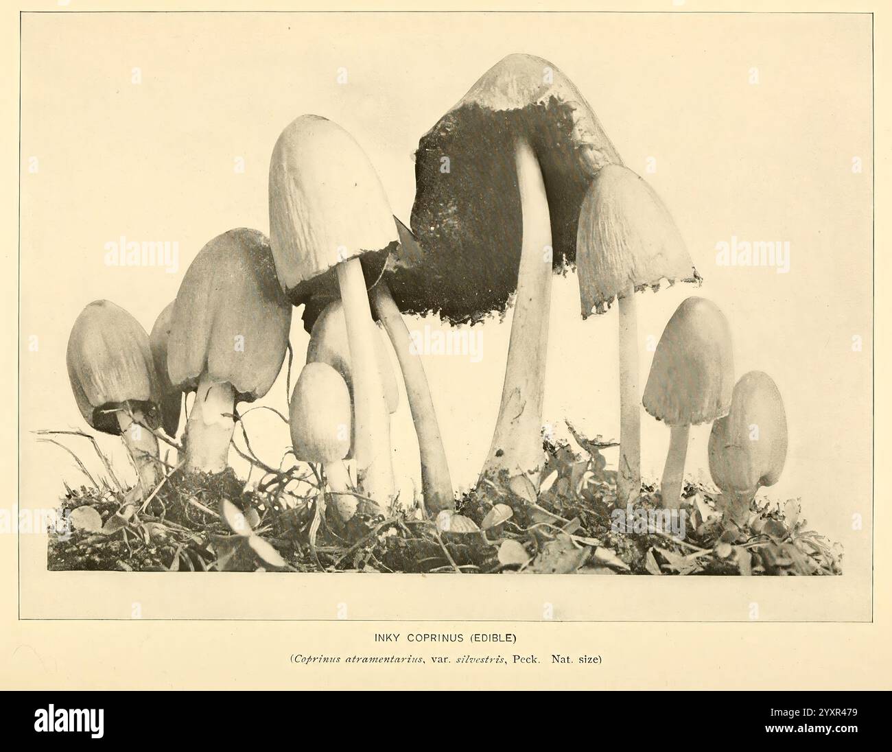 Well defined edge hi-res stock photography and images - Alamy