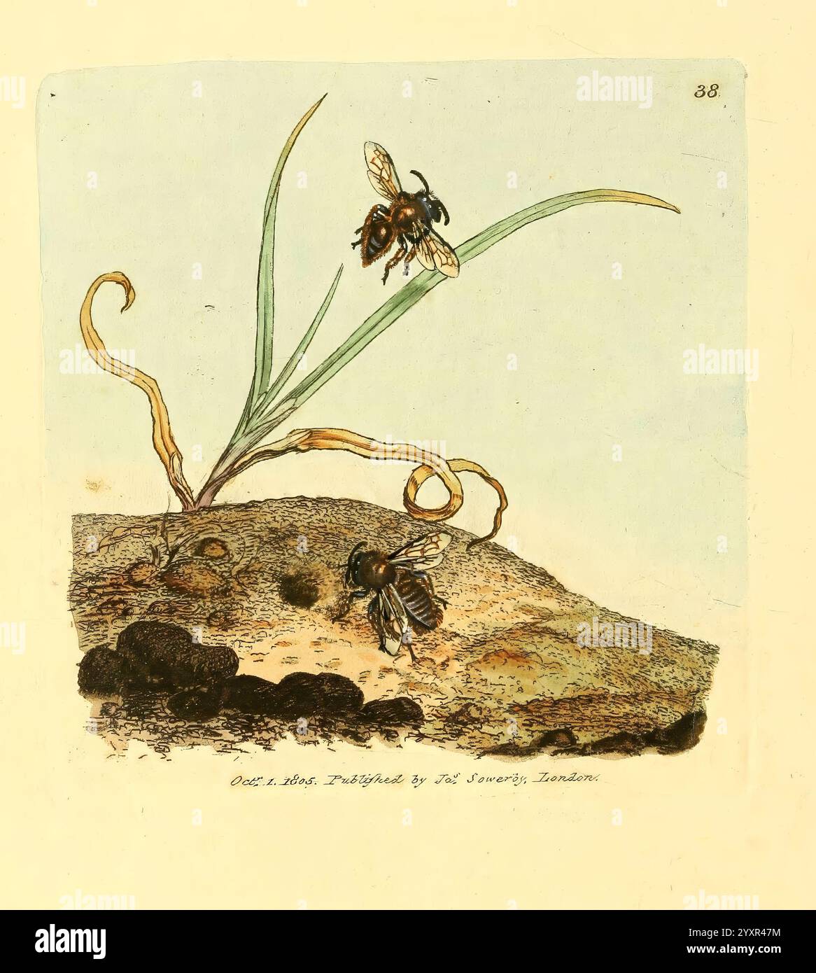 Melitta nigroaenea hi-res stock photography and images - Alamy