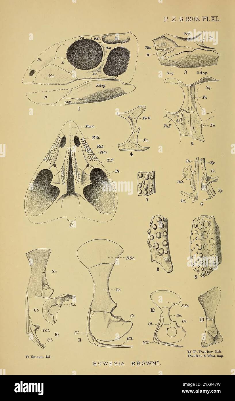 Proceedings of the Zoological Society of London, London, Academic Press ...