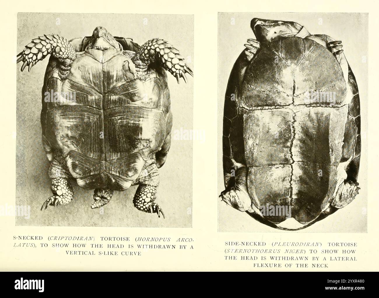 First turtle displays hi-res stock photography and images - Alamy