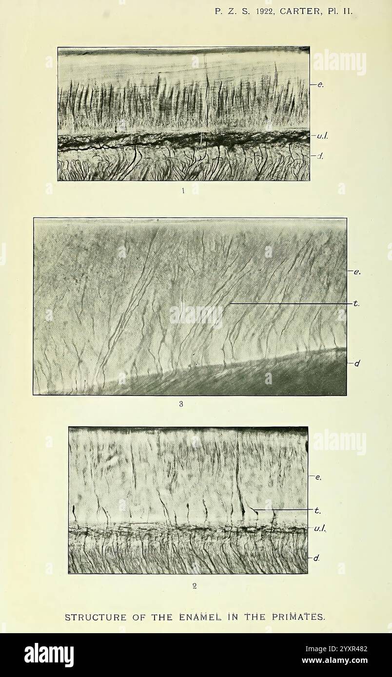 Proceedings of the Zoological Society of London, London, Academic Press ...
