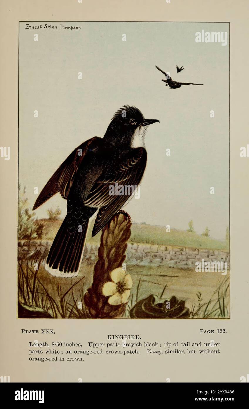 Bird-life, A Guide To The Study Of Our Common Birds, New York, Appleton ...