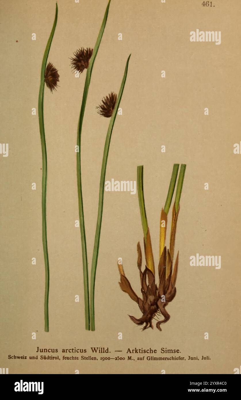 Fibrous root system beneath hi-res stock photography and images - Alamy