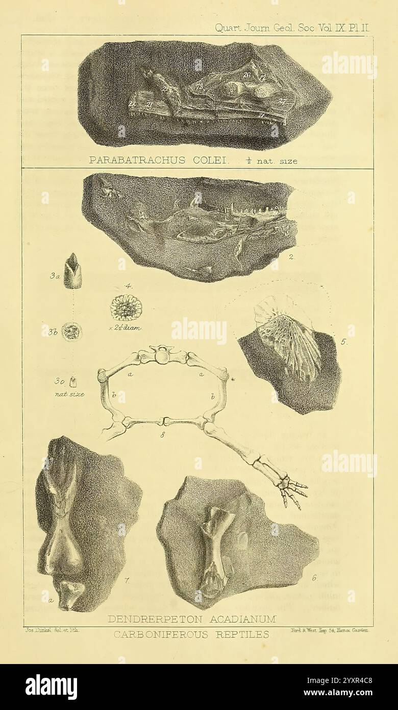 Additional fossil specimens hi-res stock photography and images - Alamy
