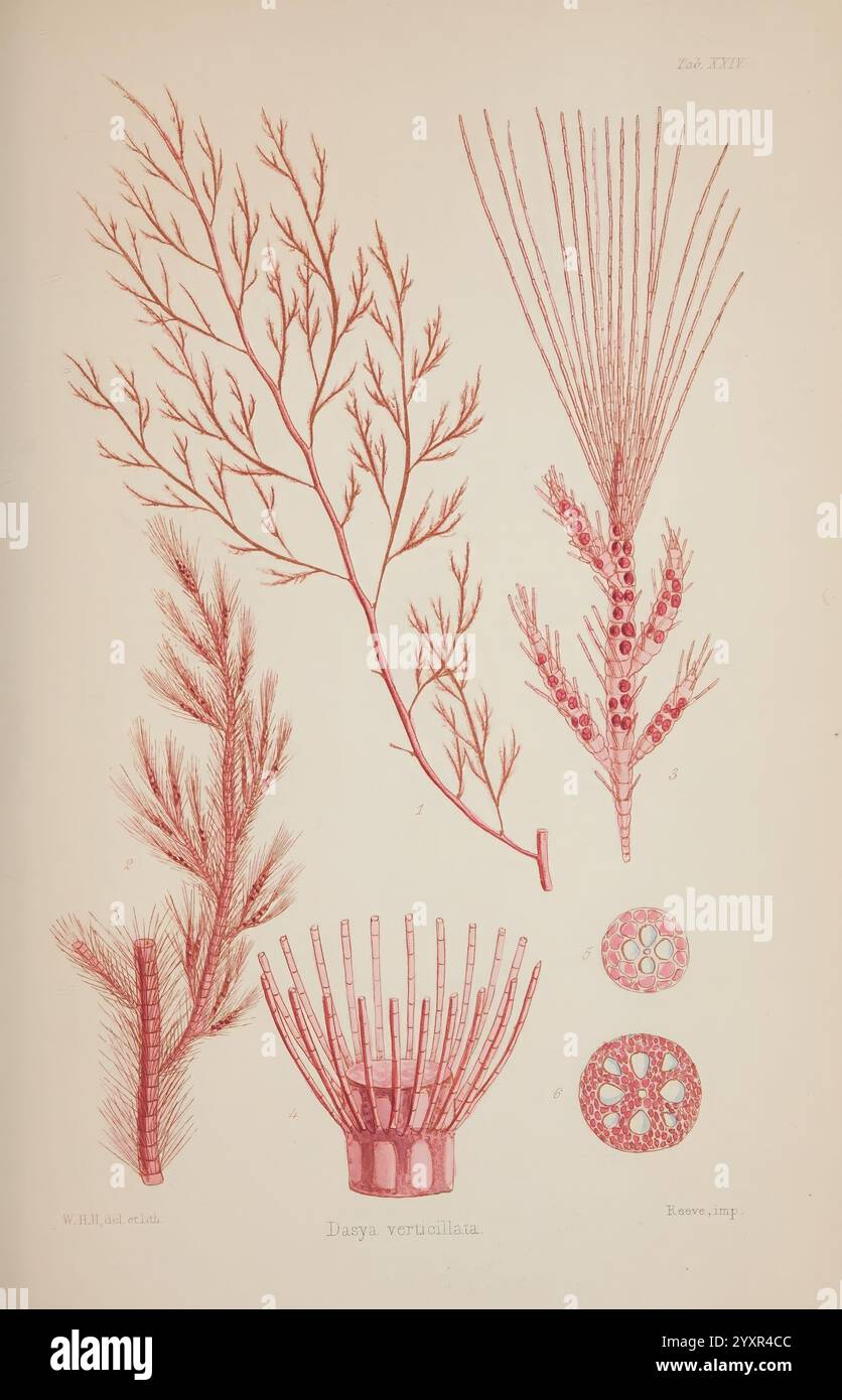 Nereis australis, Algae of the southern ocean, London, Reeve Brothers ...