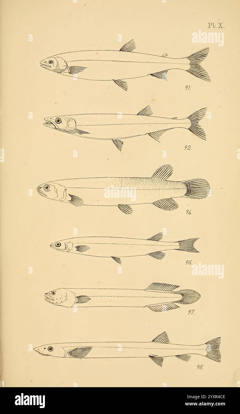 Understanding fish morphology hi-res stock photography and images - Alamy