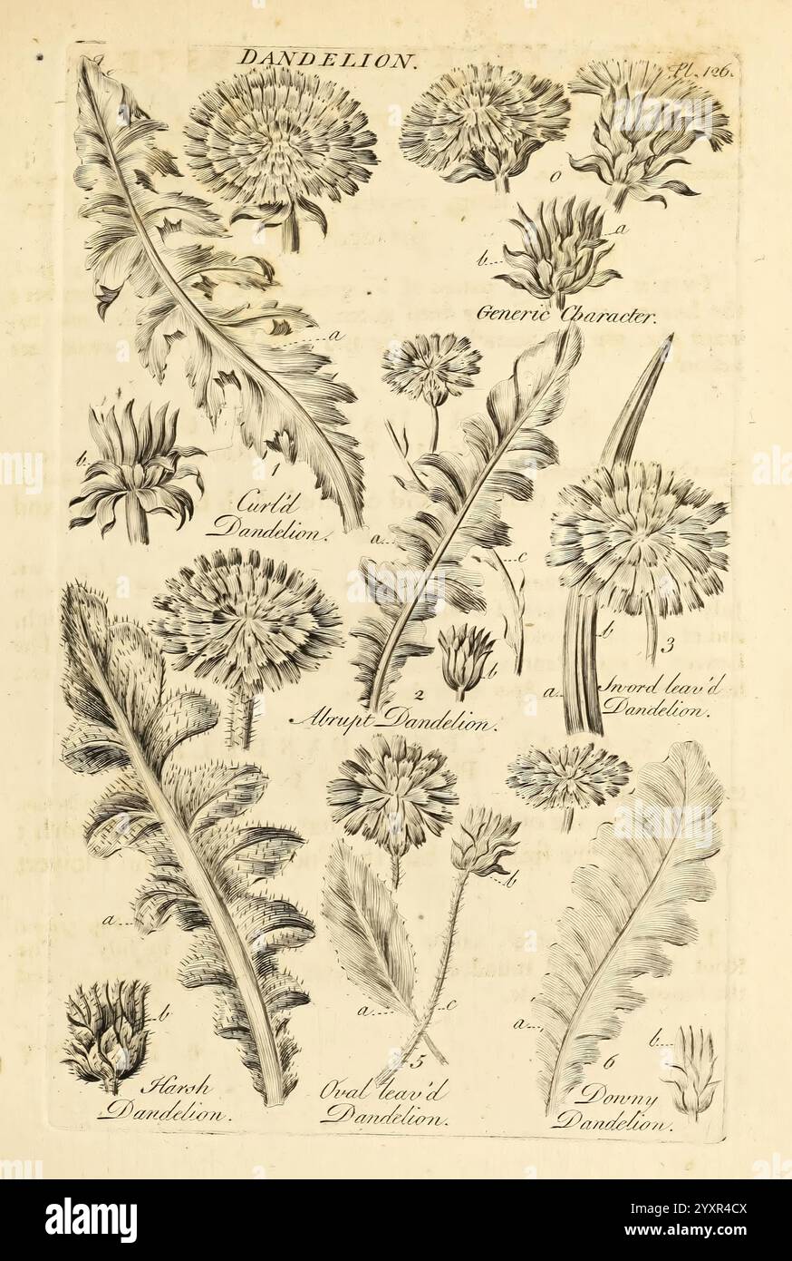 Detailed depictions of different seed varieties hi-res stock ...