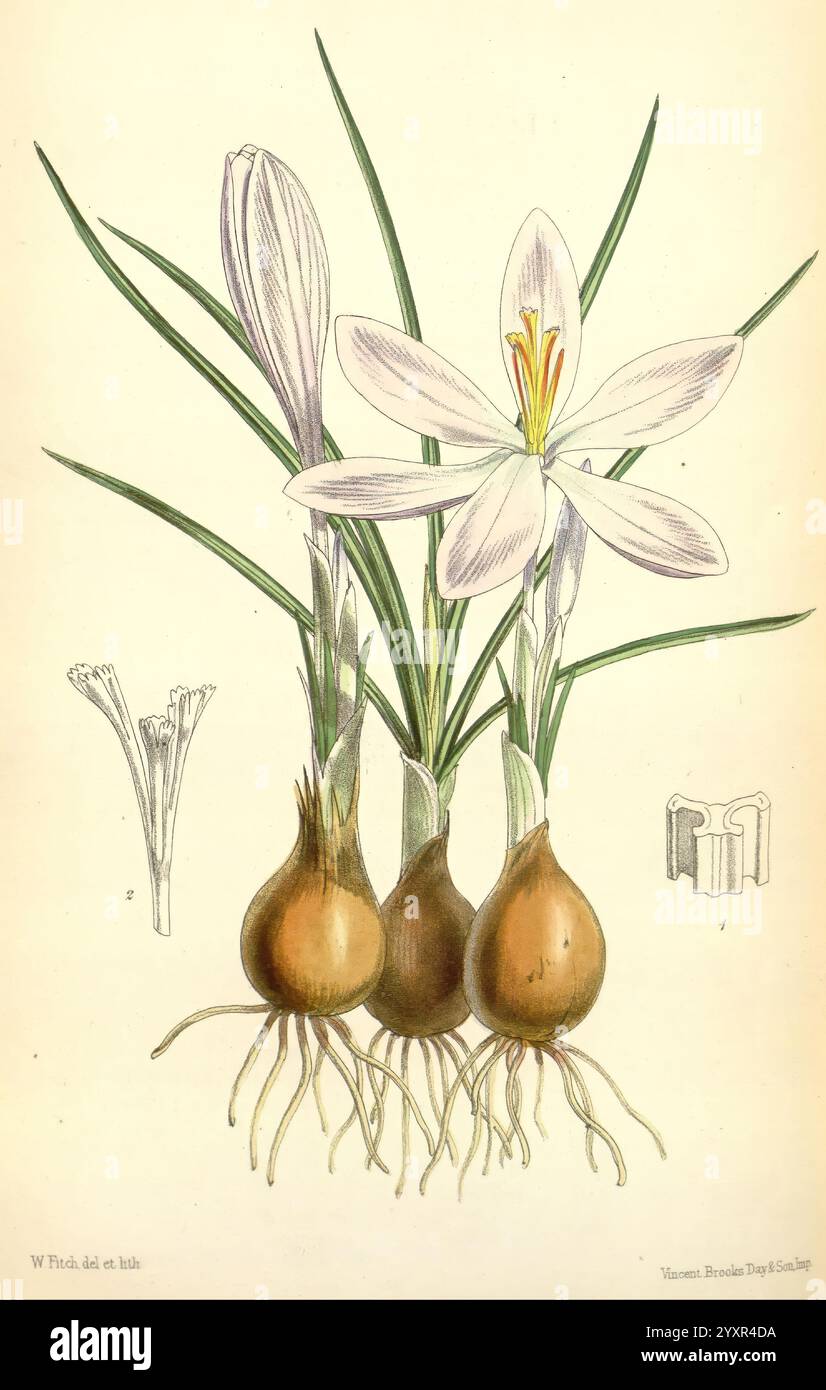 Curtis's Botanical Magazine, London, New York, botanical illustration ...