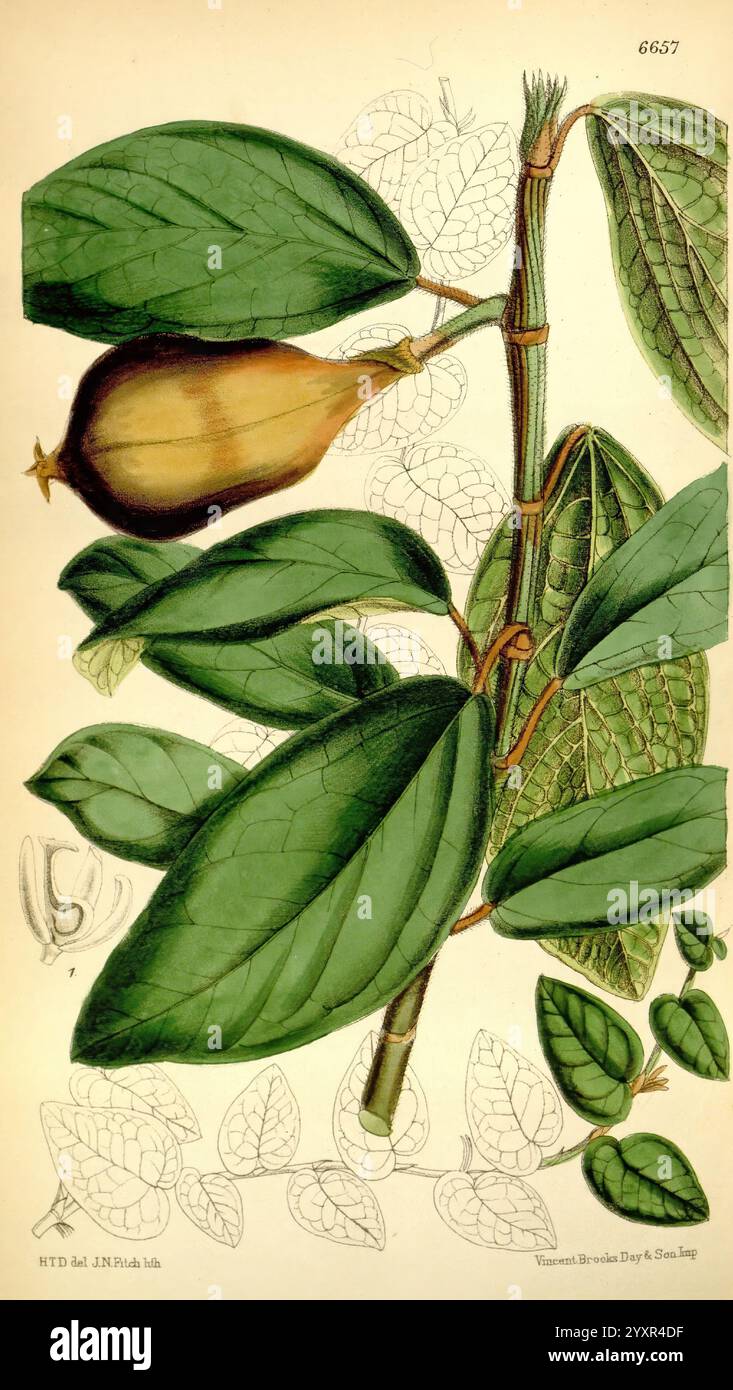 Curtis's Botanical Magazine, London, New York, botanical illustration ...