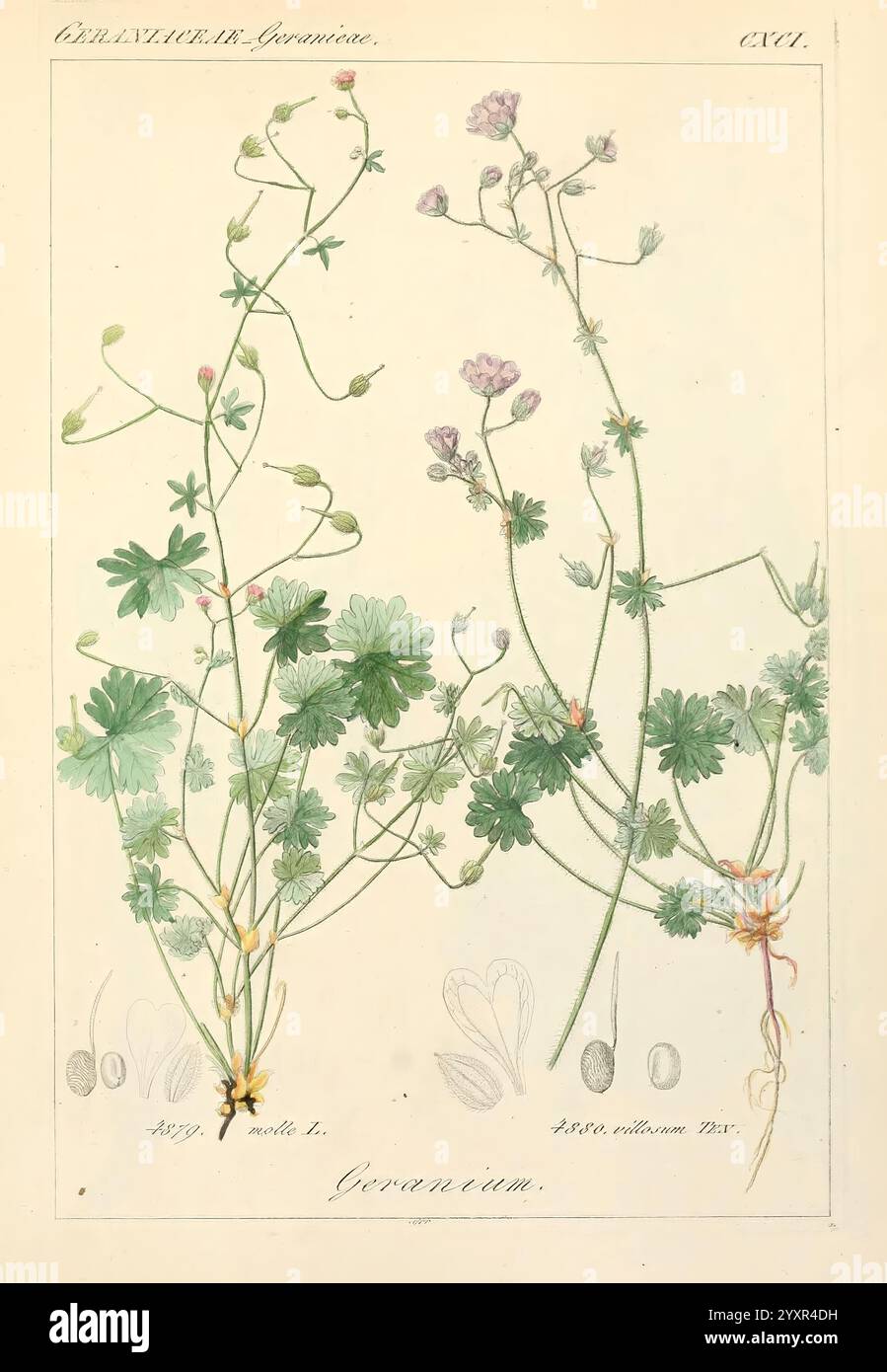 Botanical illustration features two delicate plants belonging hi-res ...