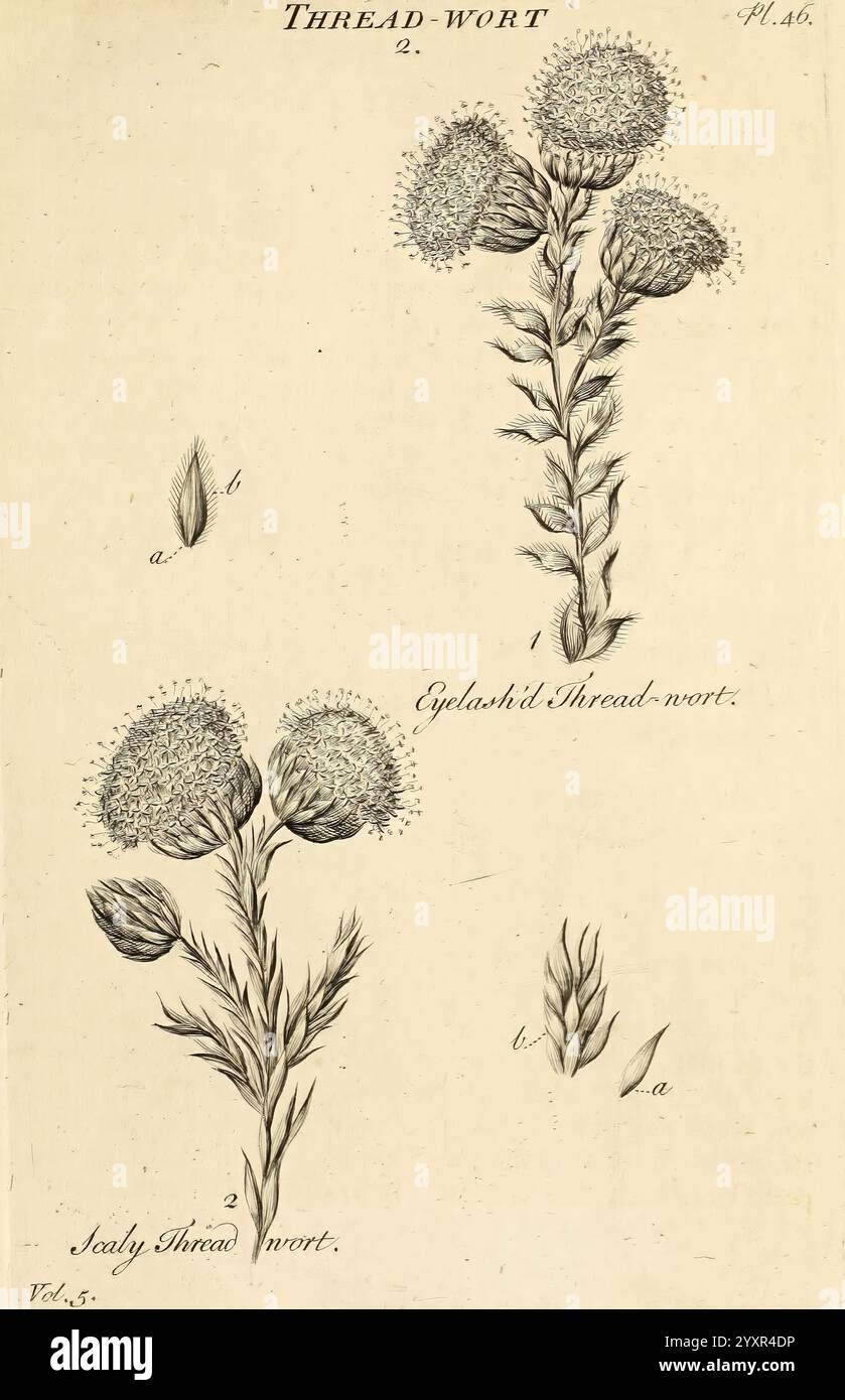 Displaying distinct floral characteristics hi-res stock photography and ...