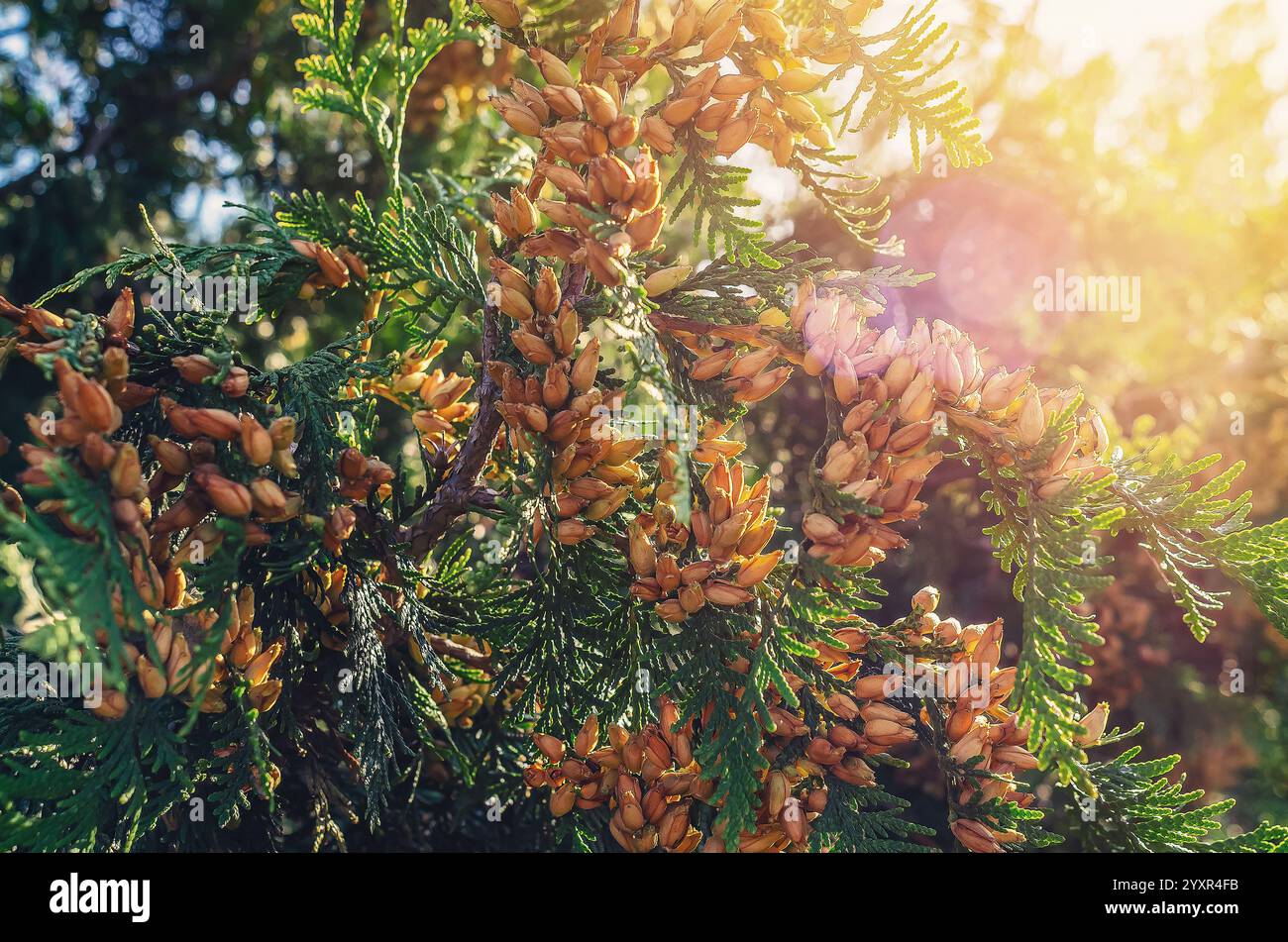 Sun rays through brown-yellow bright seed cones of evergreen thuja ...