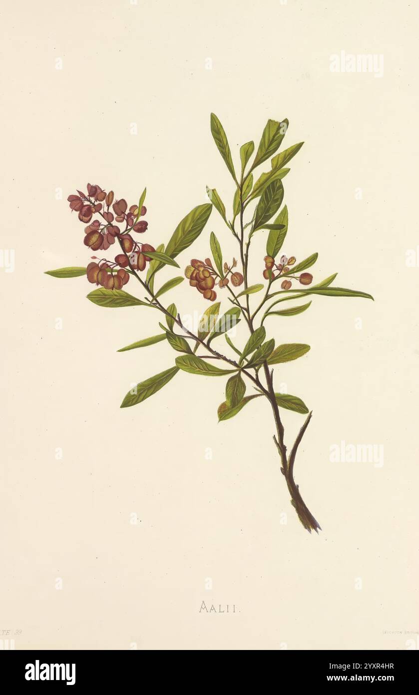 Indigenous, flowers, of, the, Hawaiian, islands, London, Sampson, Low ...