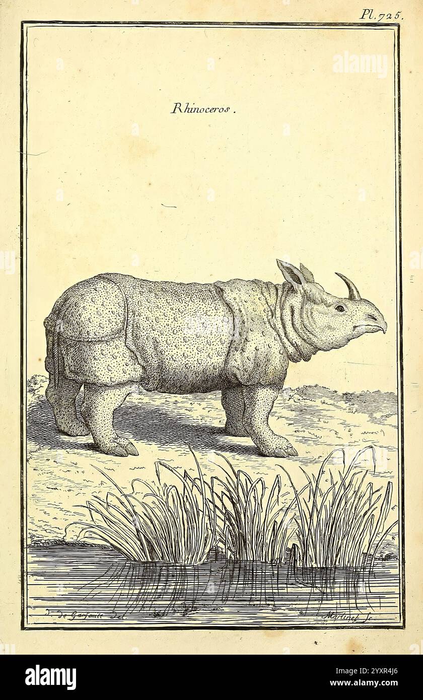 Rhinoceross robust build hi-res stock photography and images - Alamy