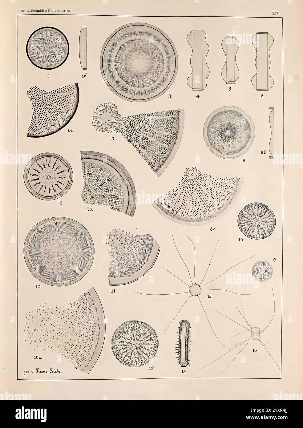 Intricate microorganisms hi-res stock photography and images - Alamy