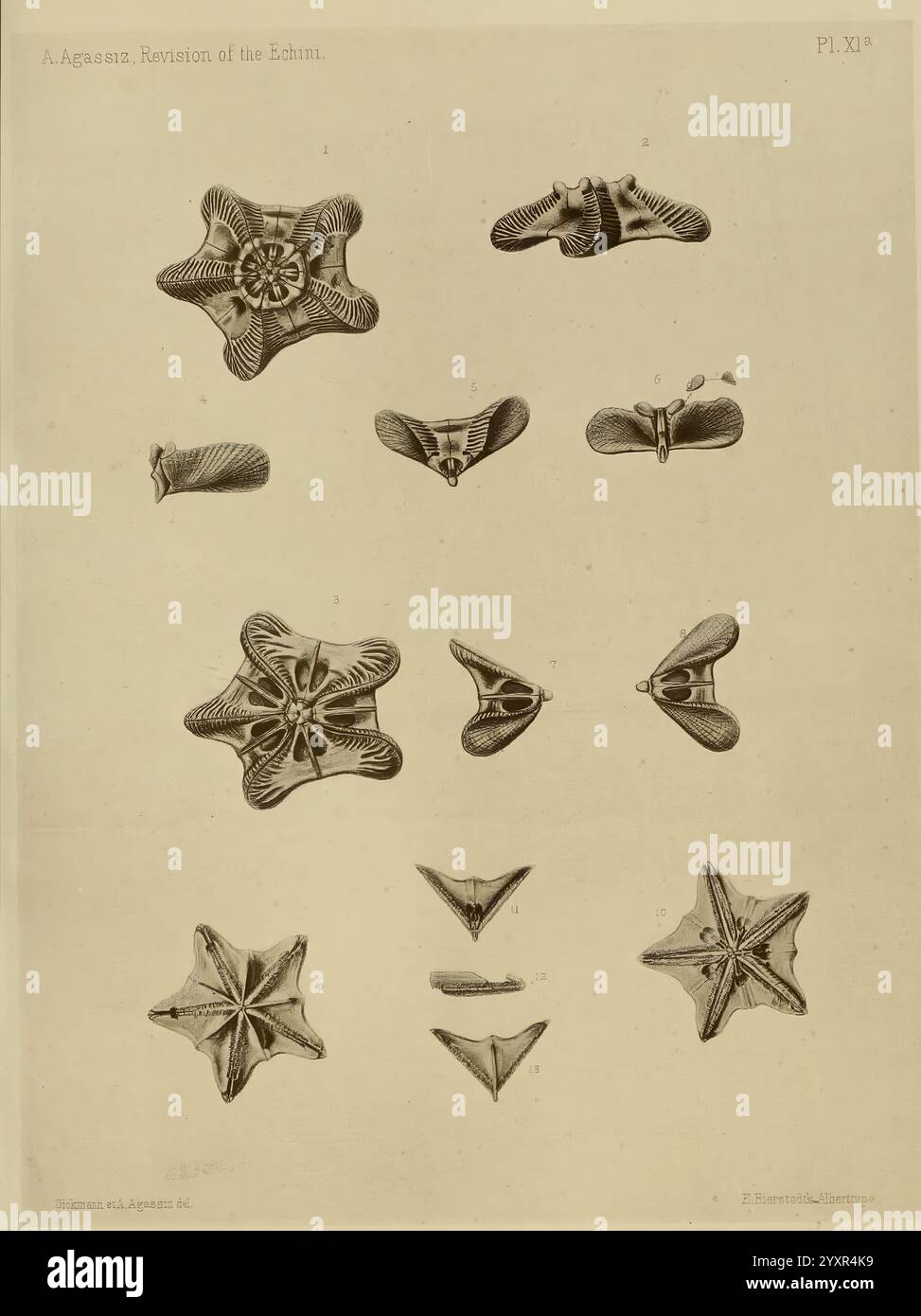 Arrangement showcases different starfish hi-res stock photography and images - Alamy