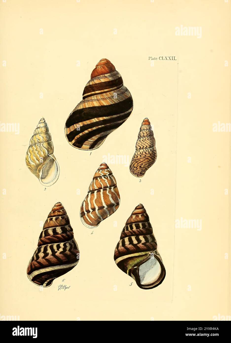 Shell features unique coloration hi-res stock photography and images ...