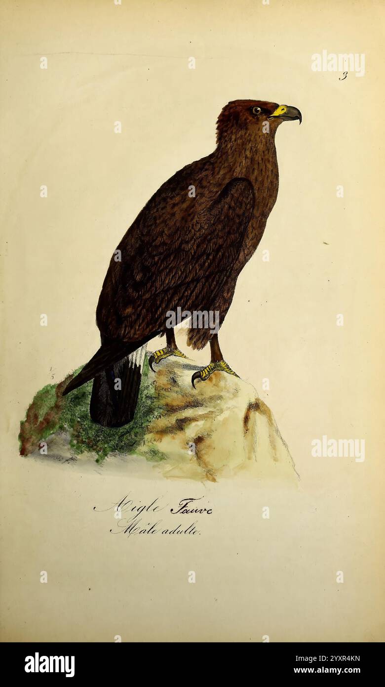 Birds rich brown feathers catch hi-res stock photography and images - Alamy