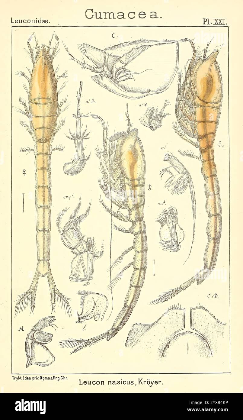 Artwork highlights key features hi-res stock photography and images - Alamy