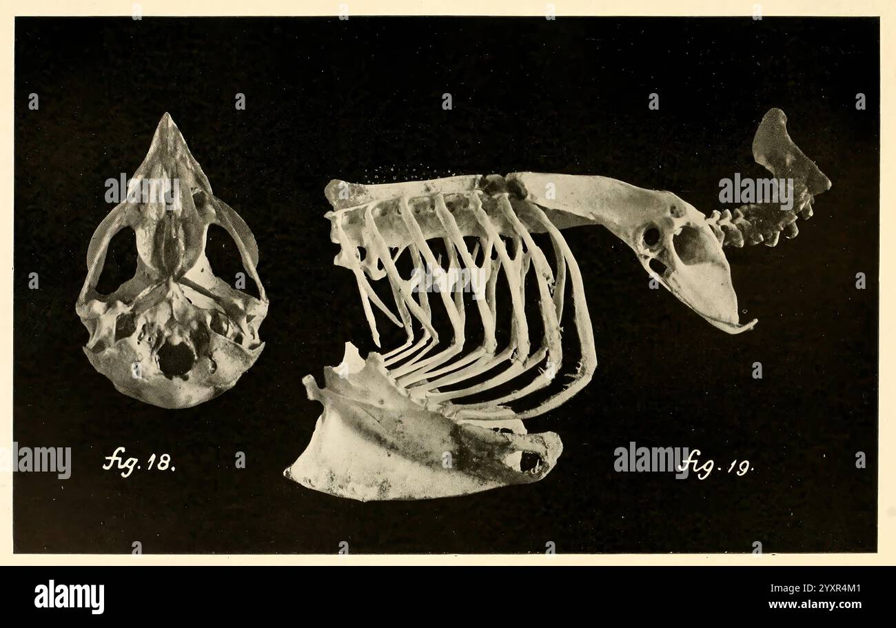 Osteology of birds, 1909, anatomy, birds, bones, osteology, Accipitres ...