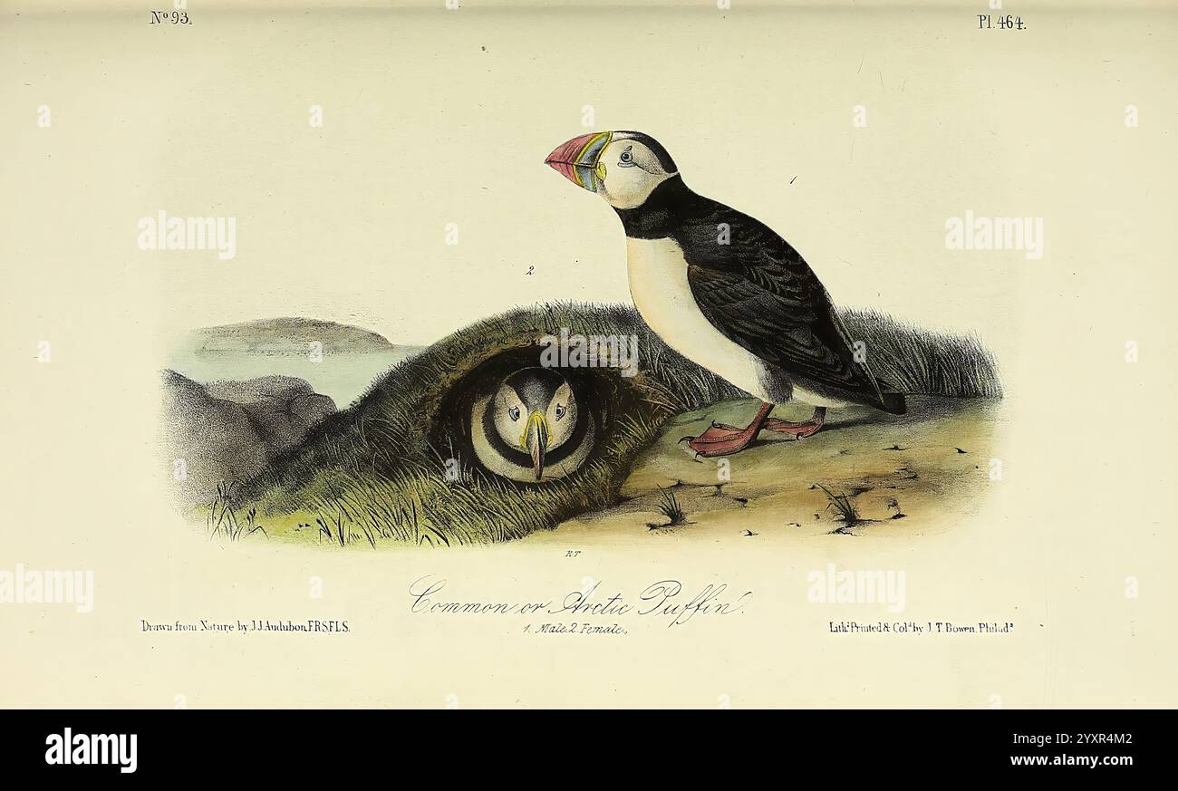 The birds of America New York, G.R. Lockwood, 1871, c1839, birds, North ...