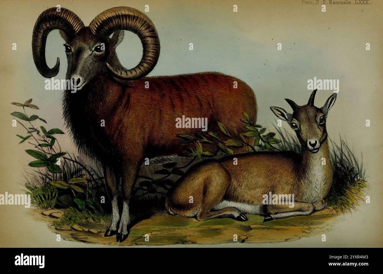 Robust body stands hi-res stock photography and images - Alamy