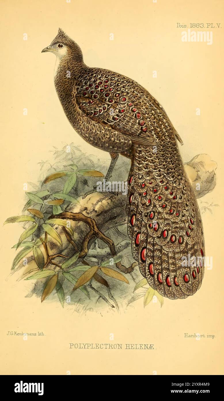 Helena peacock pheasant hi-res stock photography and images - Alamy