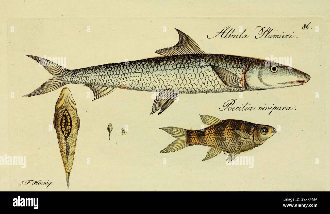 Spot sided live bearer hi-res stock photography and images - Alamy