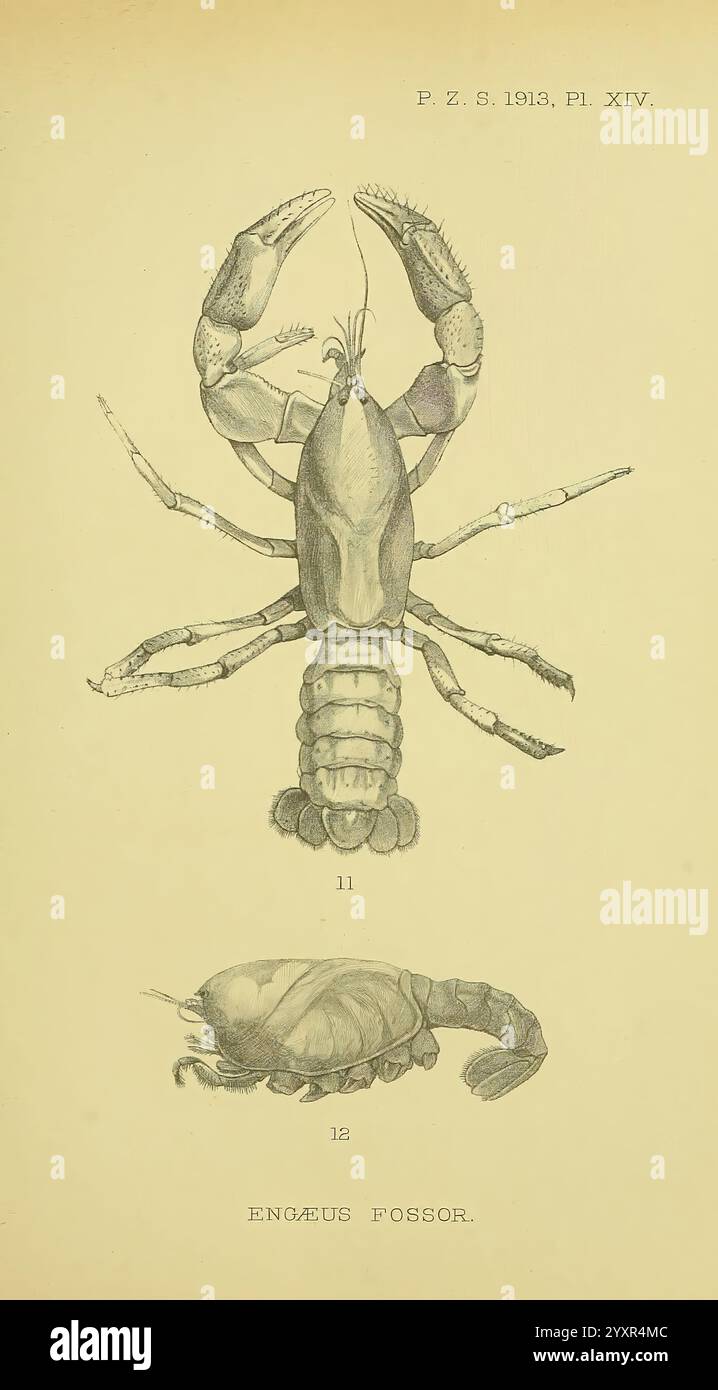 Proceedings of the Zoological Society of London, London, Academic Press ...
